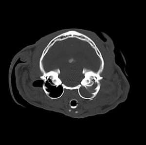 CT Vs MRI - Vetneuro.com
