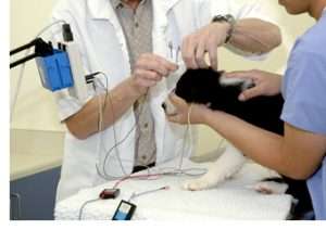 Electrodiagnostics - Vetneuro.com